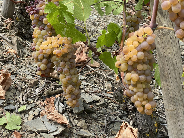 El vino de la semana: Vi de Palla 20 Anys de Ferrer-Bobet