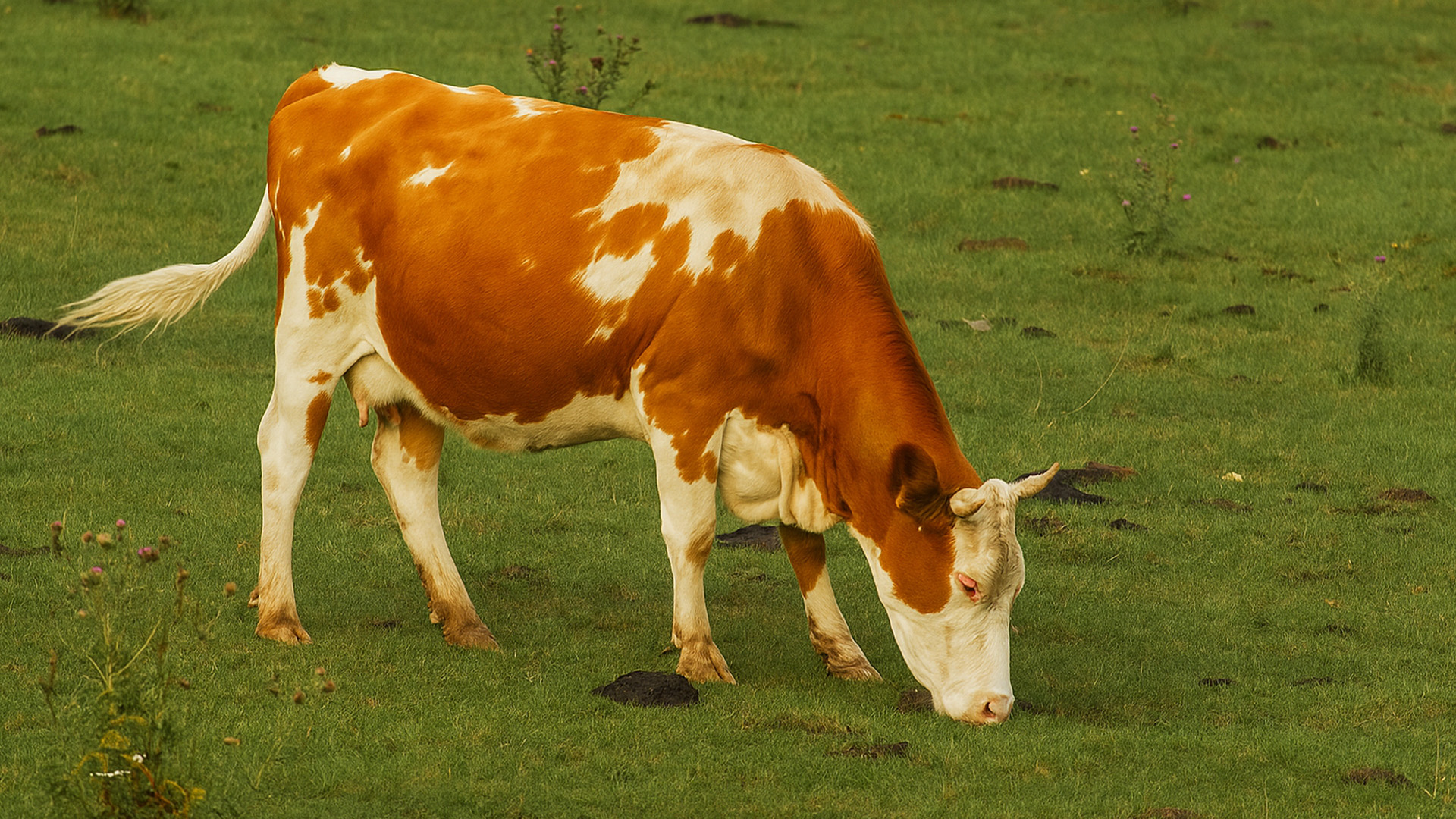 Einfacher Moment mit einer grasenden Kuh