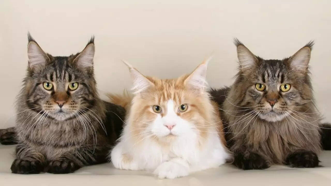 10 cat breeds that are kid friendly