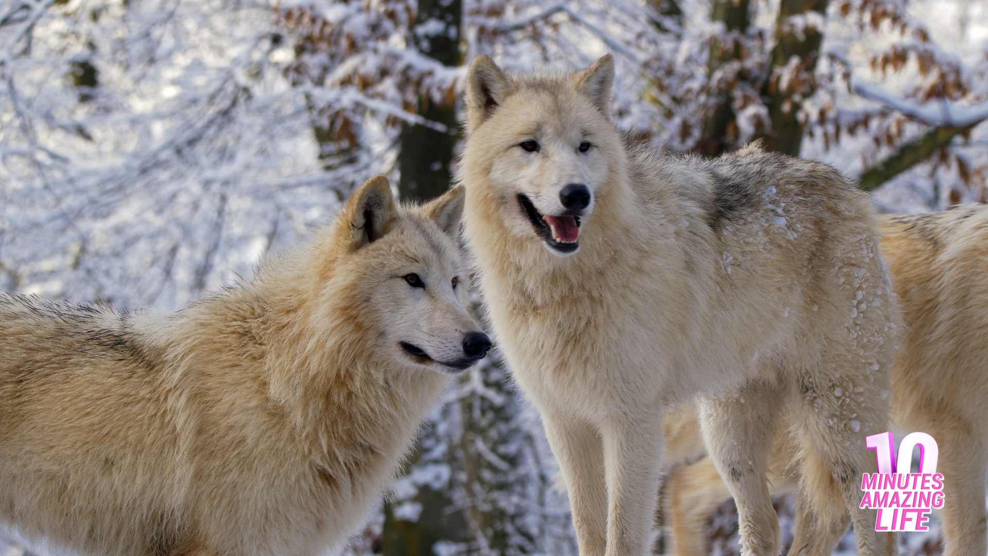 Let Deze Wolf op Beweging?