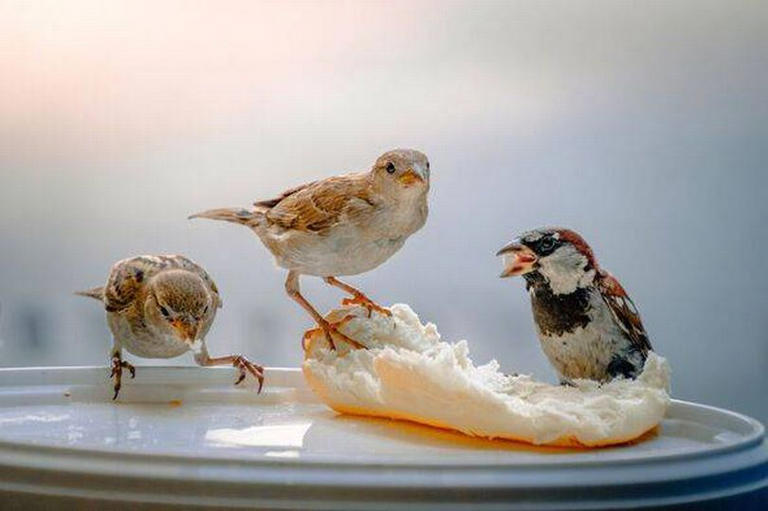 One common food people leave out for birds is actually harmful - what ...