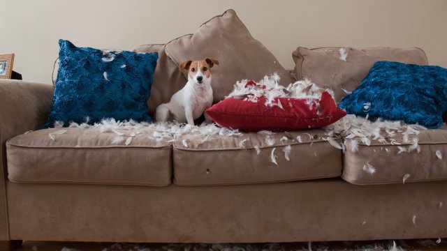 I’m a puppy expert – here are the six things dog owners get wrong