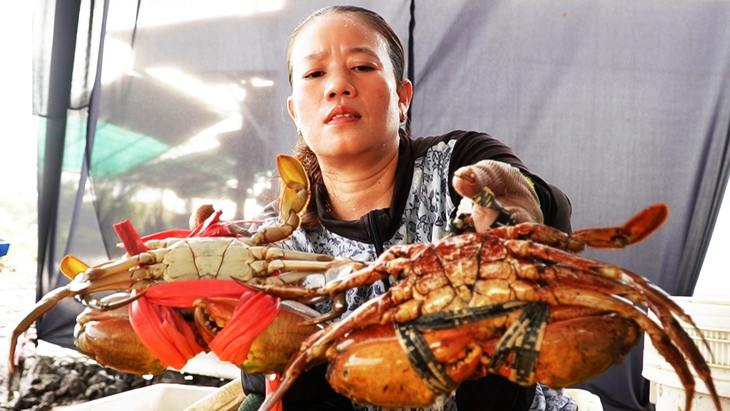 Cà Mau dùng đèn led 'làm chủ' giới tính, hướng tới cua sumo xuất khẩu