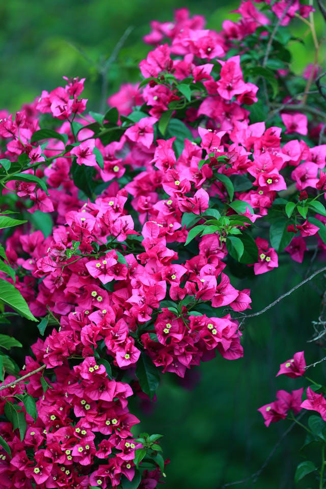 Ini Cara Menanam Bunga Bougenville Agar Berbunga Indah!