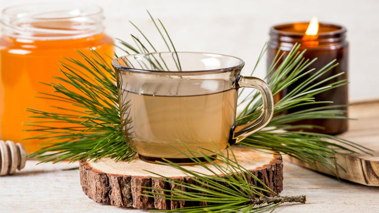 Never Forage Your Own Pine Needles When Making Pine Needle Tea. Here's Why