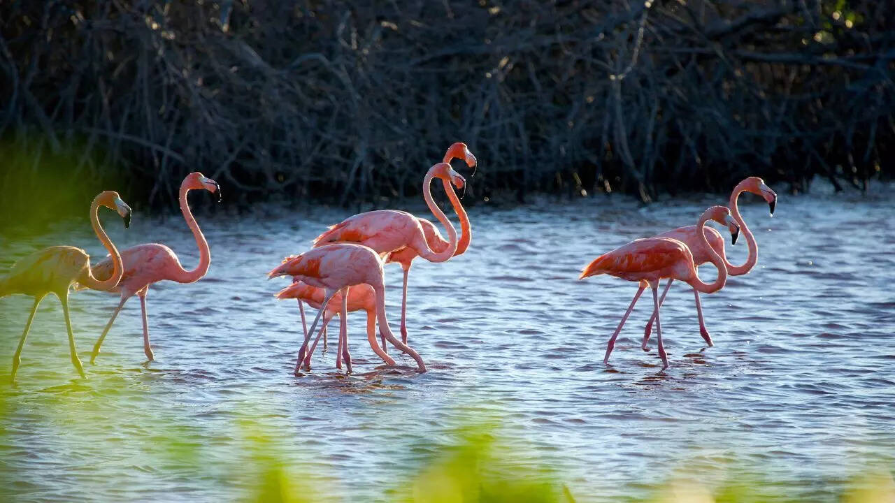 Why are flamingos really so pink and why their colour can suddenly fade