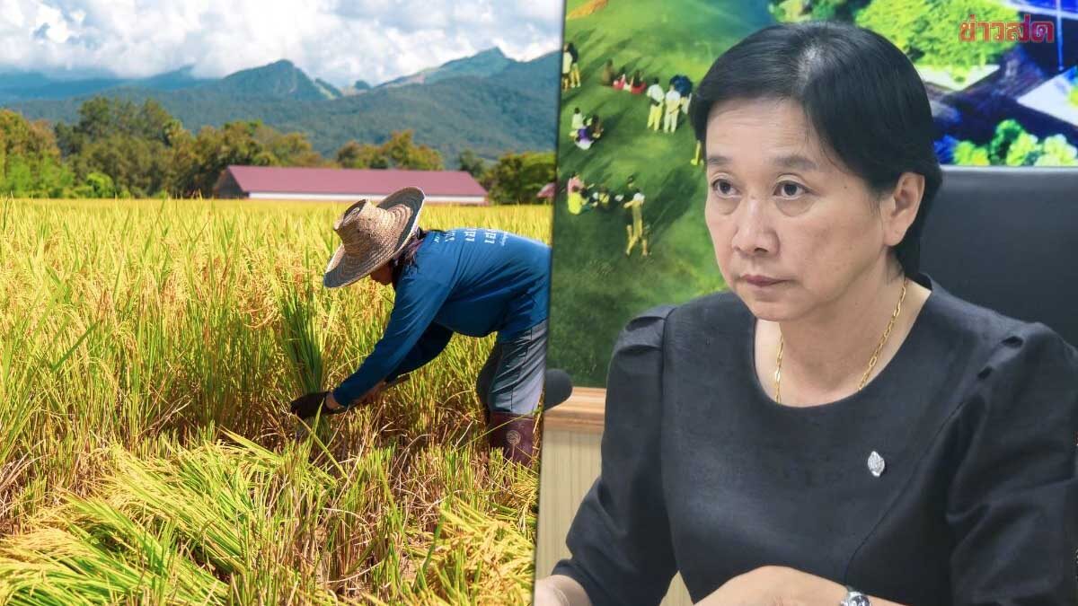 ผู้ว่าฯ พิจิตร เตือนชาวนา ขายข้าวเงินสด หลังมิจฉาชีพหลอกซื้อราคาสูง ...