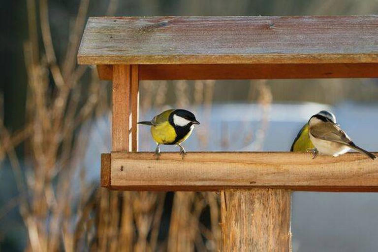 One common food people leave out for birds is actually harmful - what ...