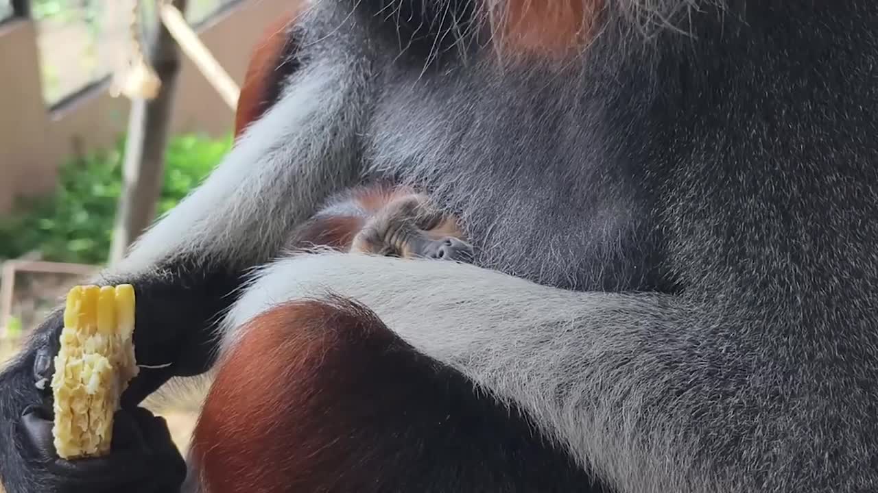 Rare five-coloured langur born at Thai zoo with successful breeding program