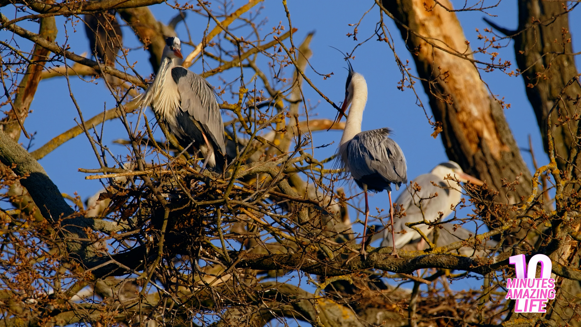 De Reigers bij Hun Nest