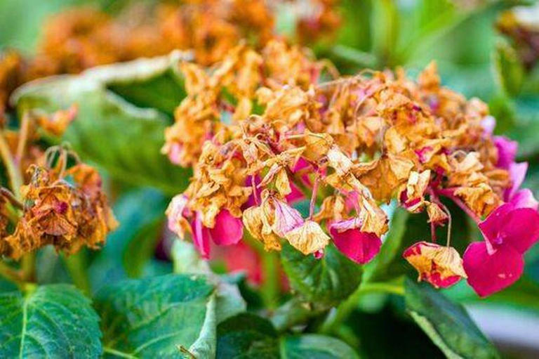 November hydrangea mistake can cause flowers to die off in winter