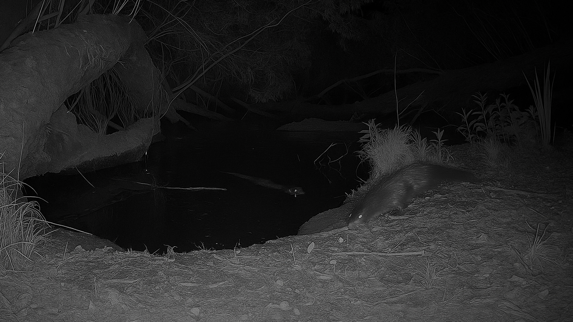 Caméra cachée : la vie au bord de la rivière