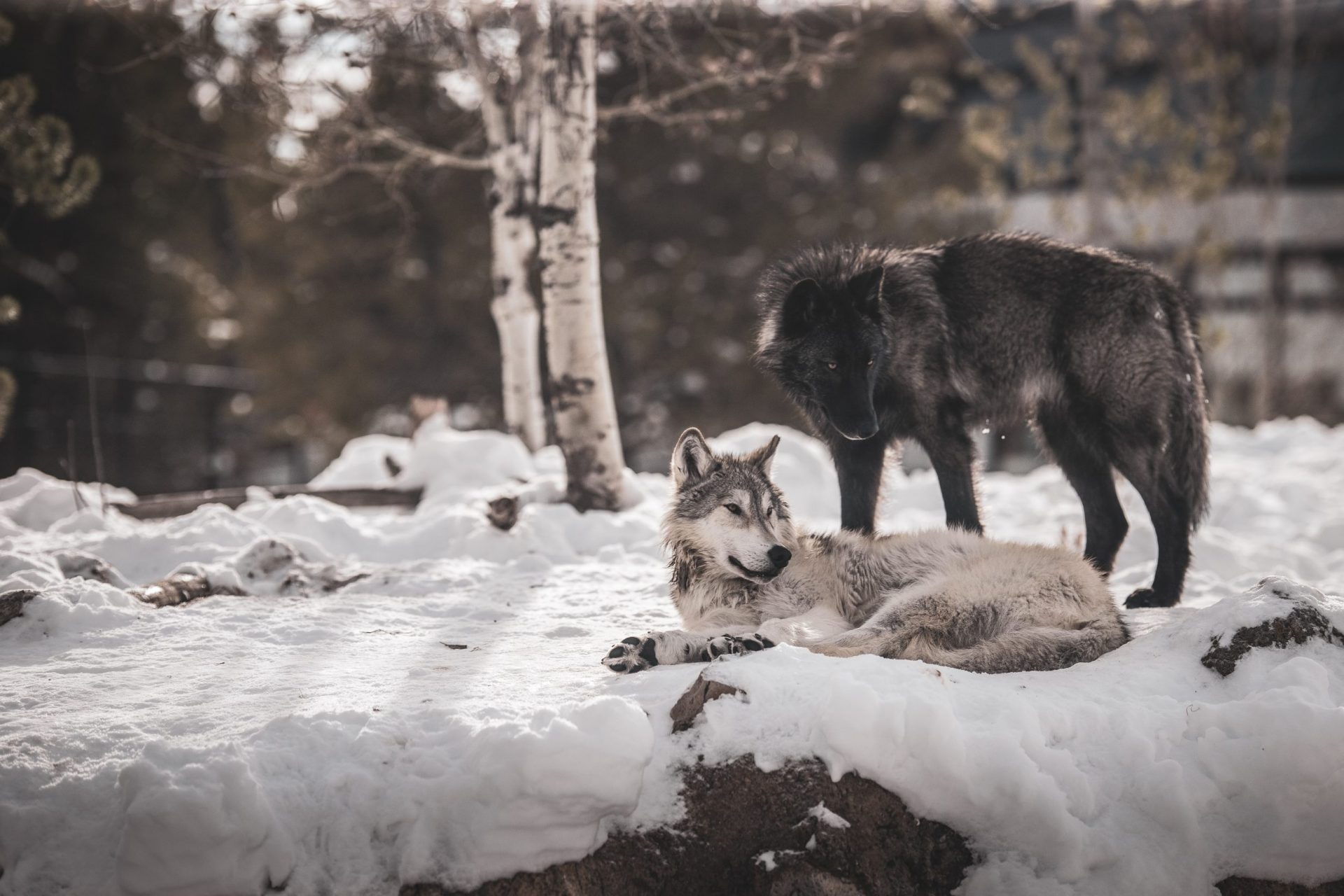 5 signs your dog loves you