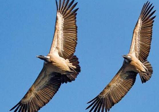 Corbett vultures fly 1,000 km for food: Study