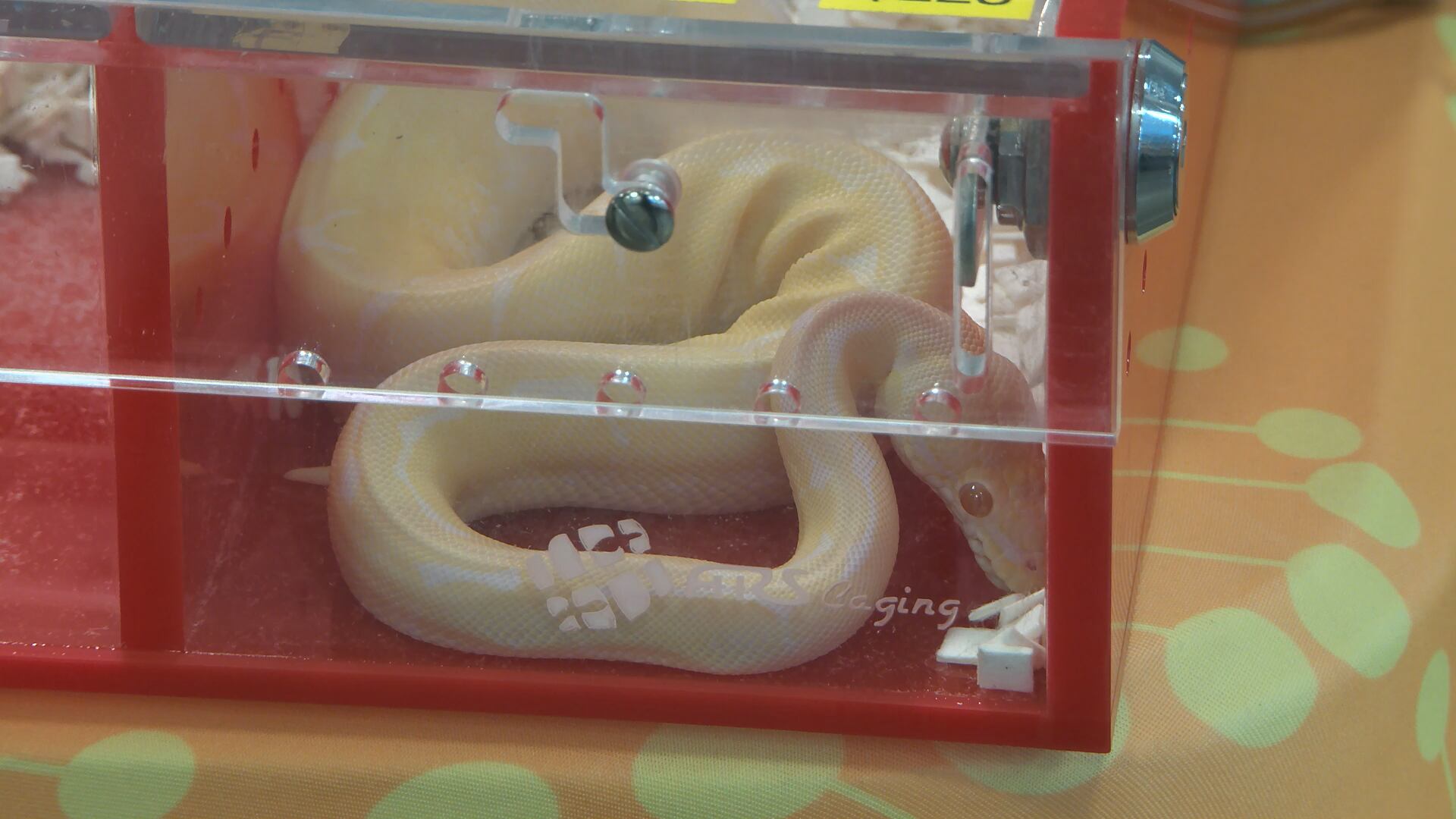 Show Me Reptiles brings exotic animals to Grand Island