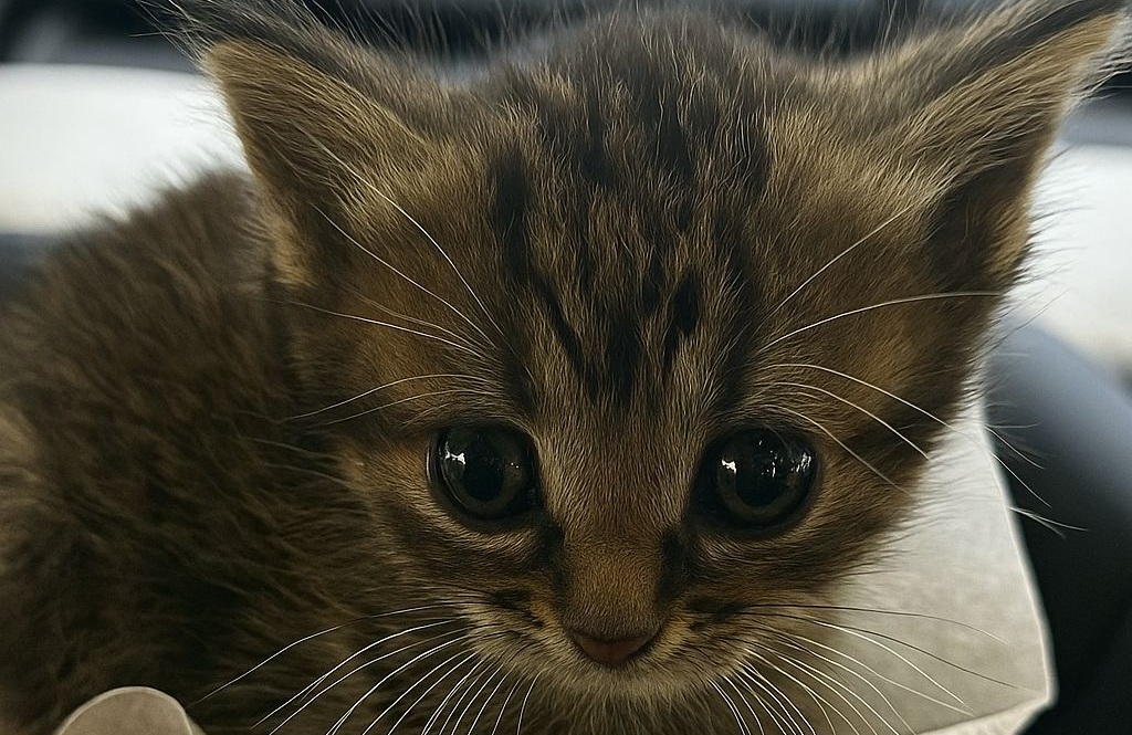 Trovata tremante sotto un’auto: la rinascita della piccola gattina
