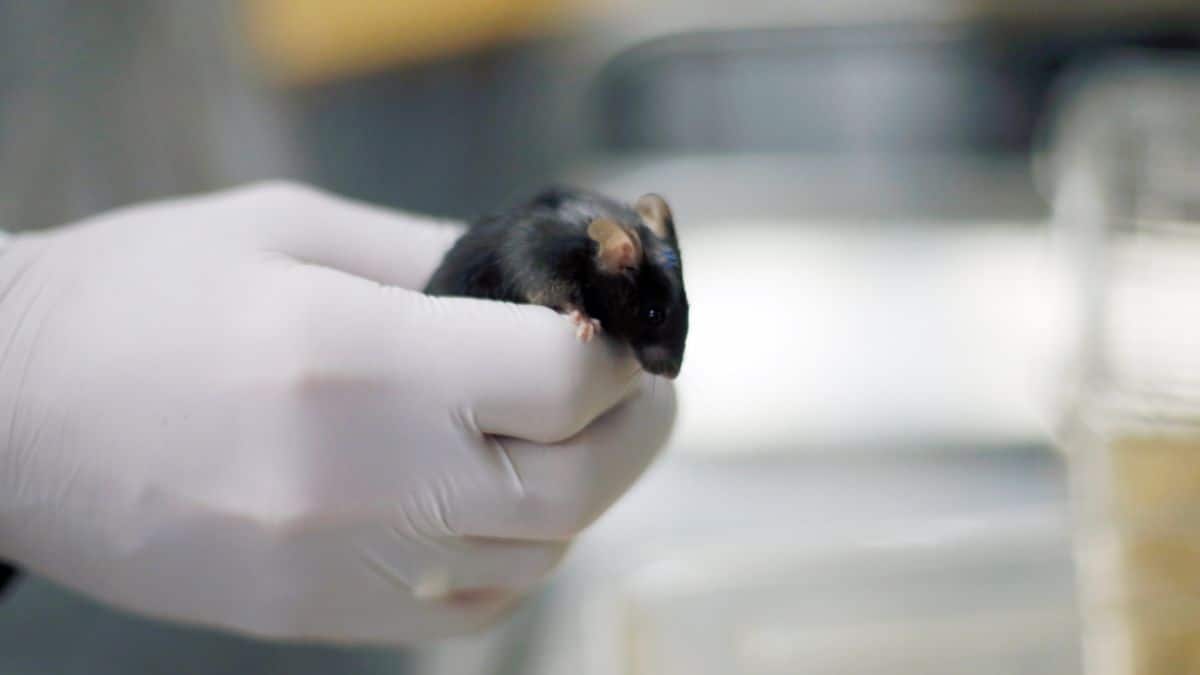 4 Mice Sent To Space For Life-Science Tests Return To China