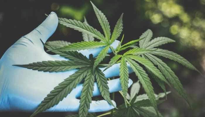 Why Growing Cannabis Plant At Home Is A Crime, But Buying Bhang Isn’t ...