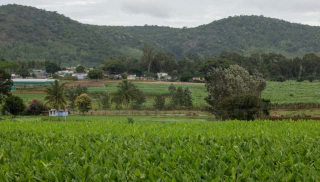 Farmers devastated as beloved crop becomes nearly impossible to grow ...