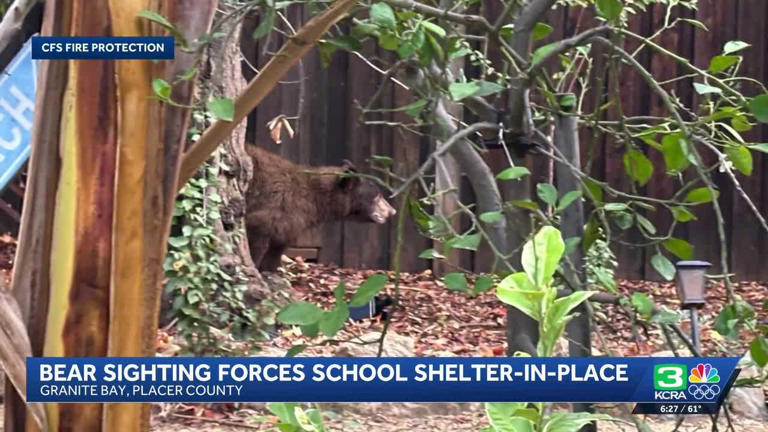 Mama bear, 2 cubs prompt lockdown at a Granite Bay elementary school
