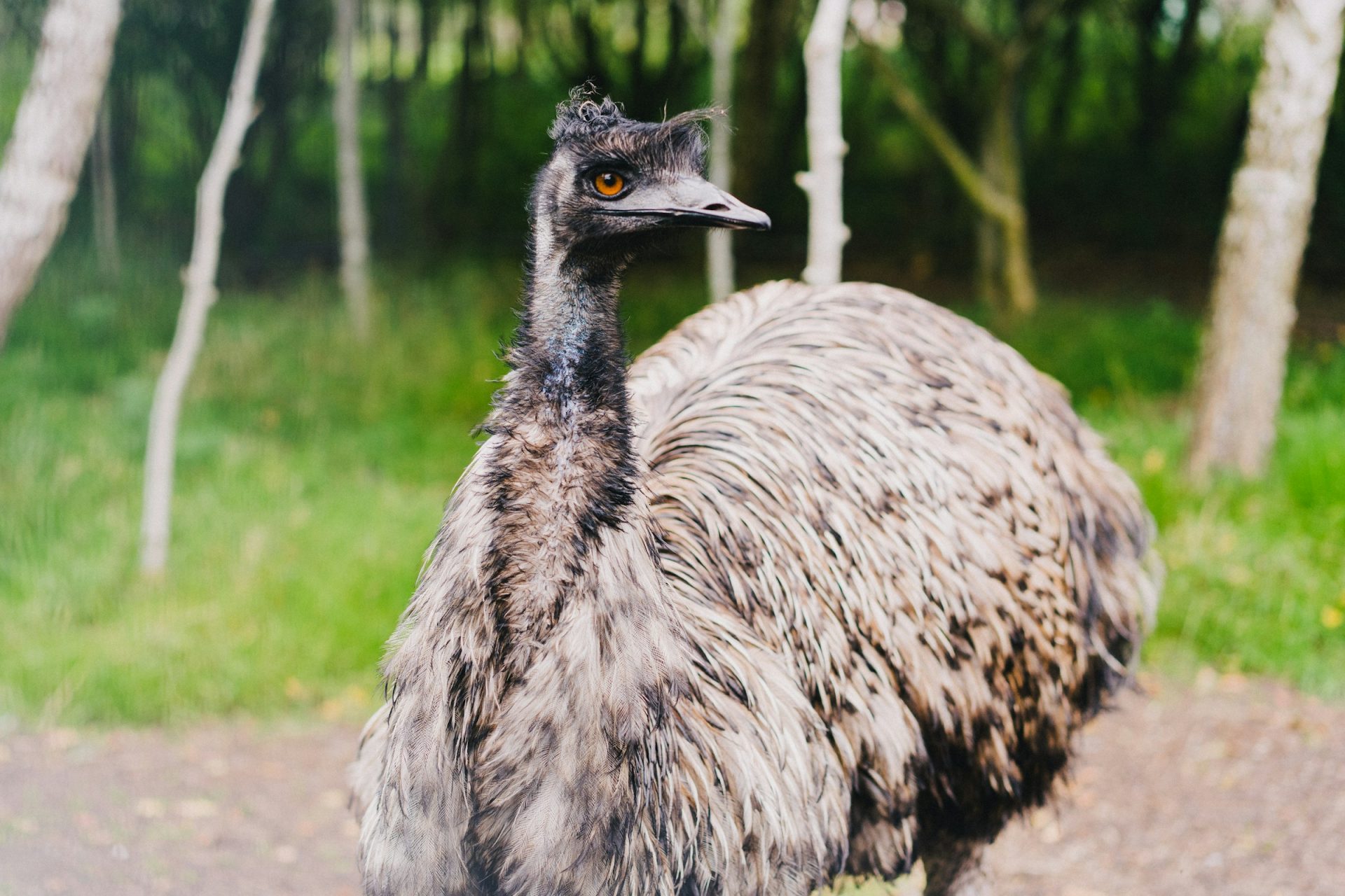 Did you know these typical Australian dishes?