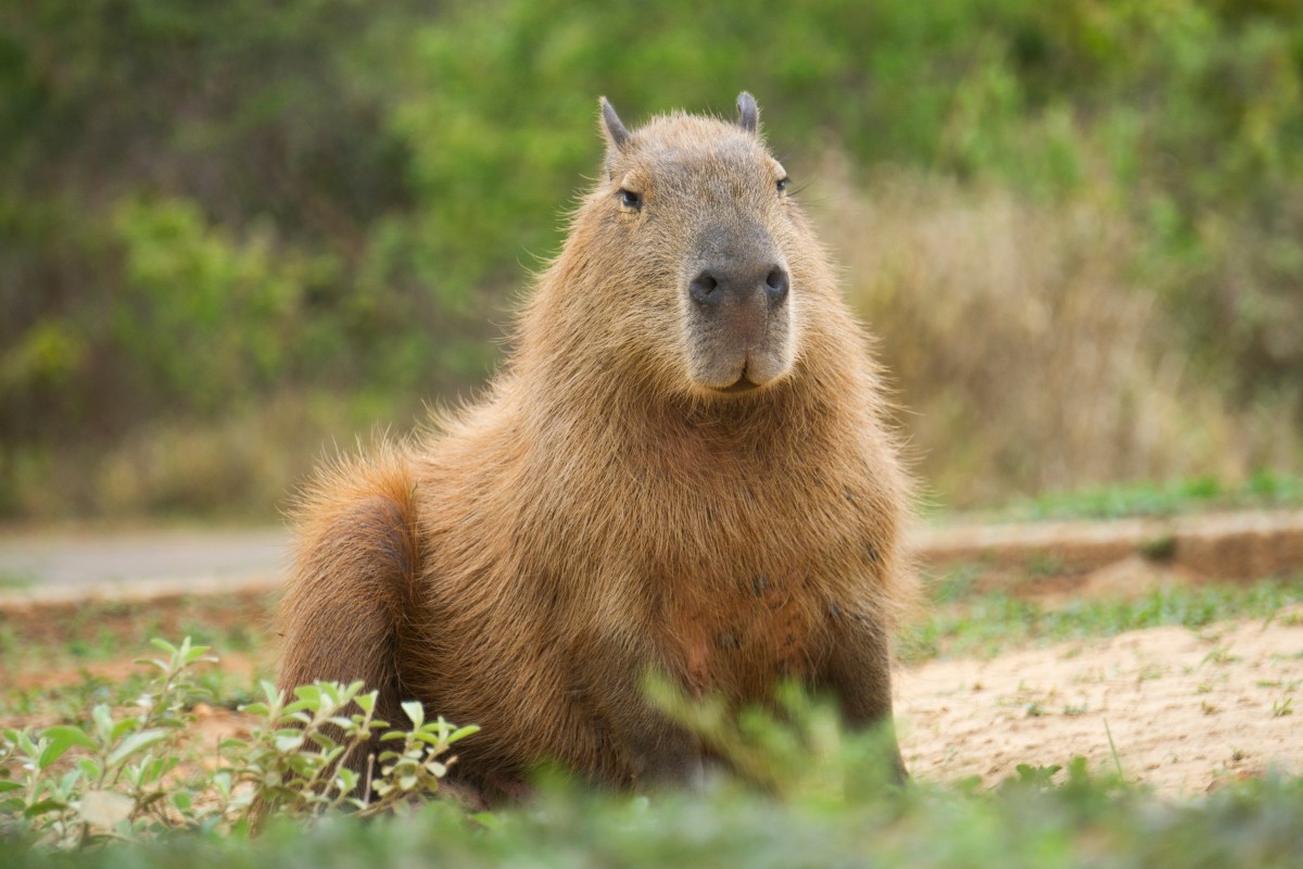 This Capybara Mom and Kid Perfectly in Sync Is Melting Hearts