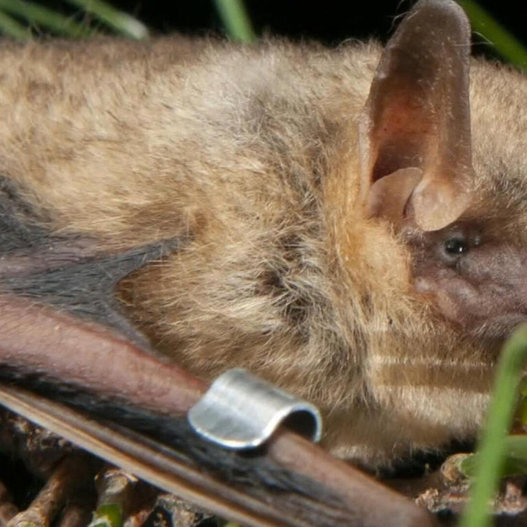 Biologists race to rescue bat populations from deadly white-nose syndrome