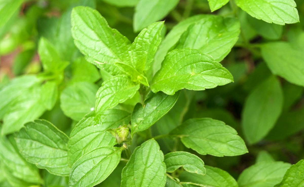 Is Drinking Tulsi Water Beneficial For Your Health?