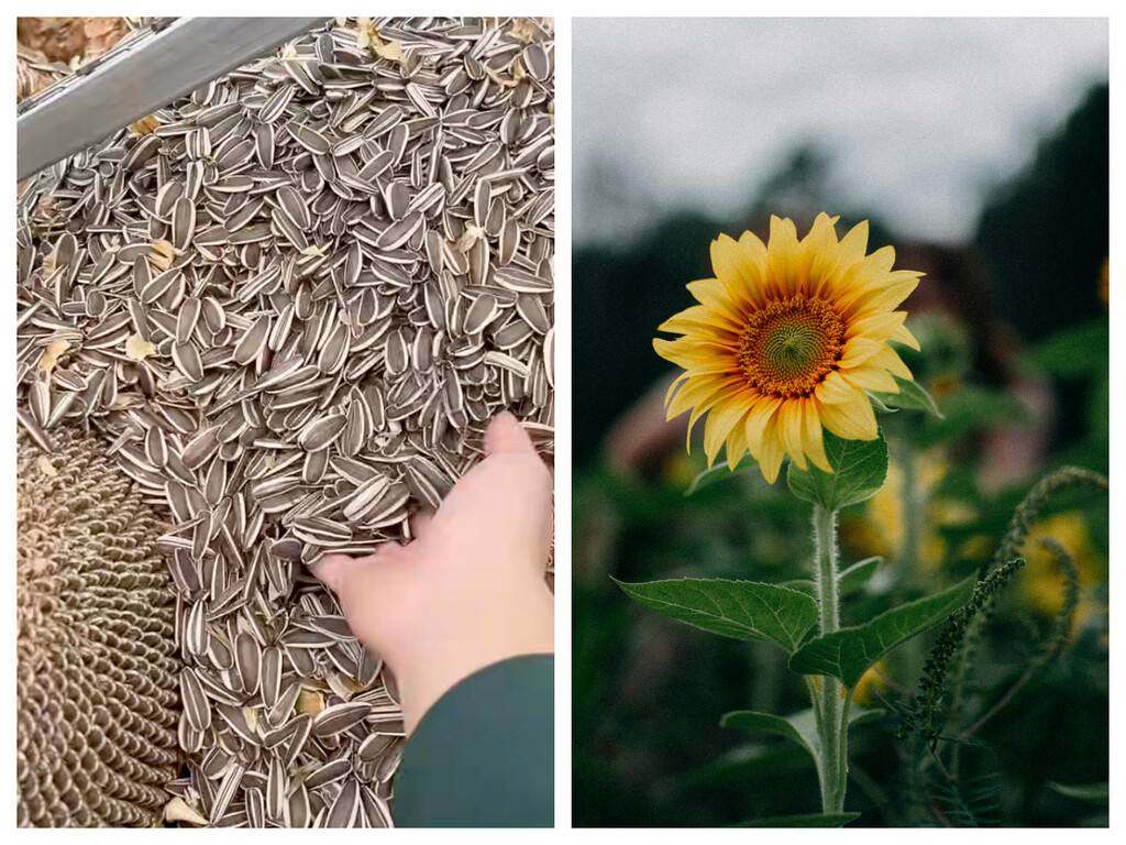 Así se extraen las pipas de las flores de girasol (y hay quien no ...