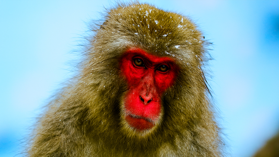 How Do Monkeys Survive the Snow?