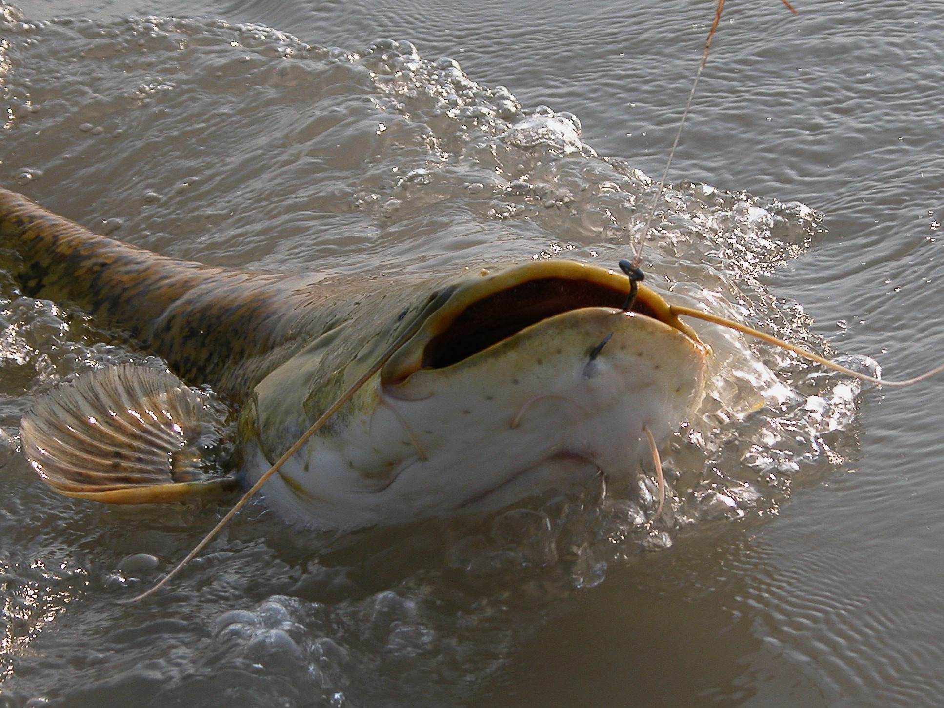 Wędkarz łowi ryby o imponujących gabarytach. "Jeszcze jeden osesek"