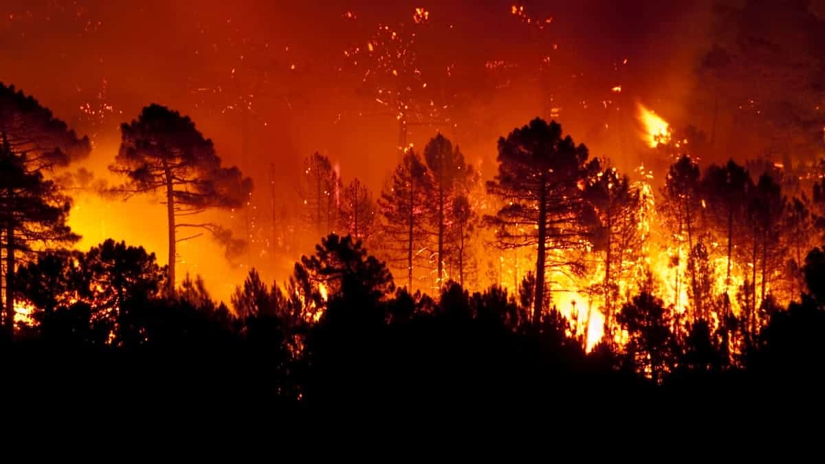 55 feux de forêt en novembre : l’Algérie ouvre des enquêtes
