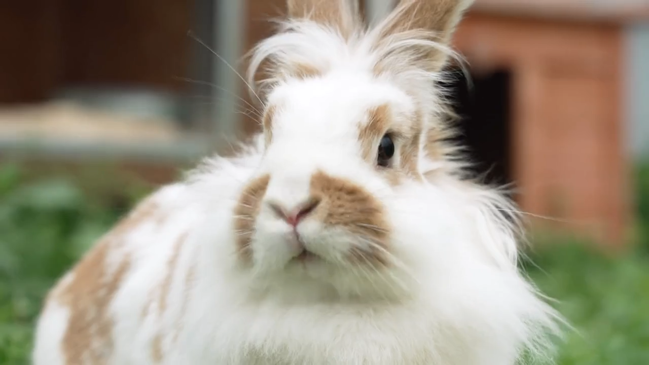 PULS4-Beiner der Woche: Häsin Diandra