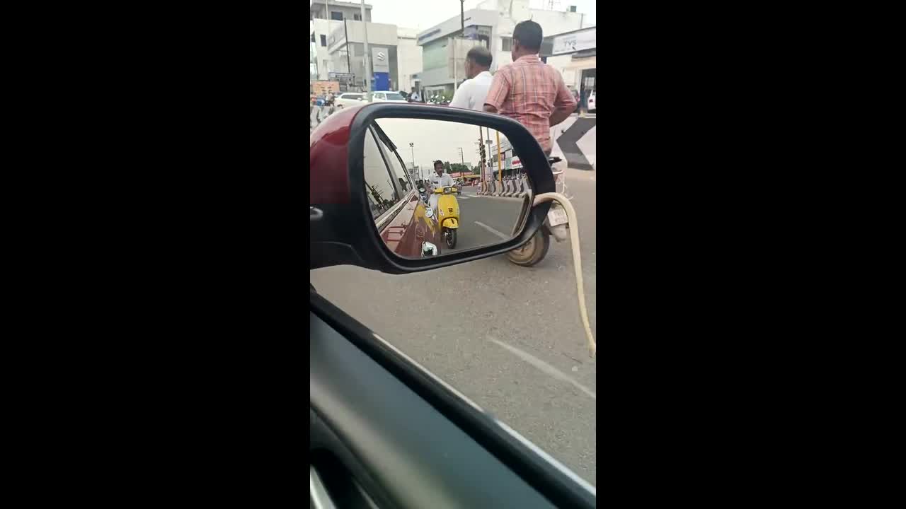Driver shocked as snake emerges from car's wing mirror