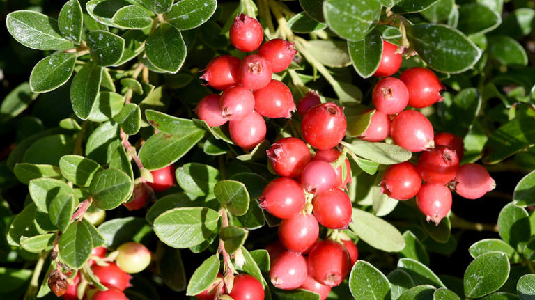 8 Fruit Bearing Plants That Thrive In Wet Climates