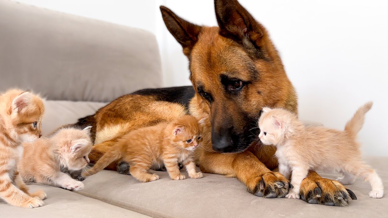 Did This Tiny Kitten Really Attack the Big Dog?