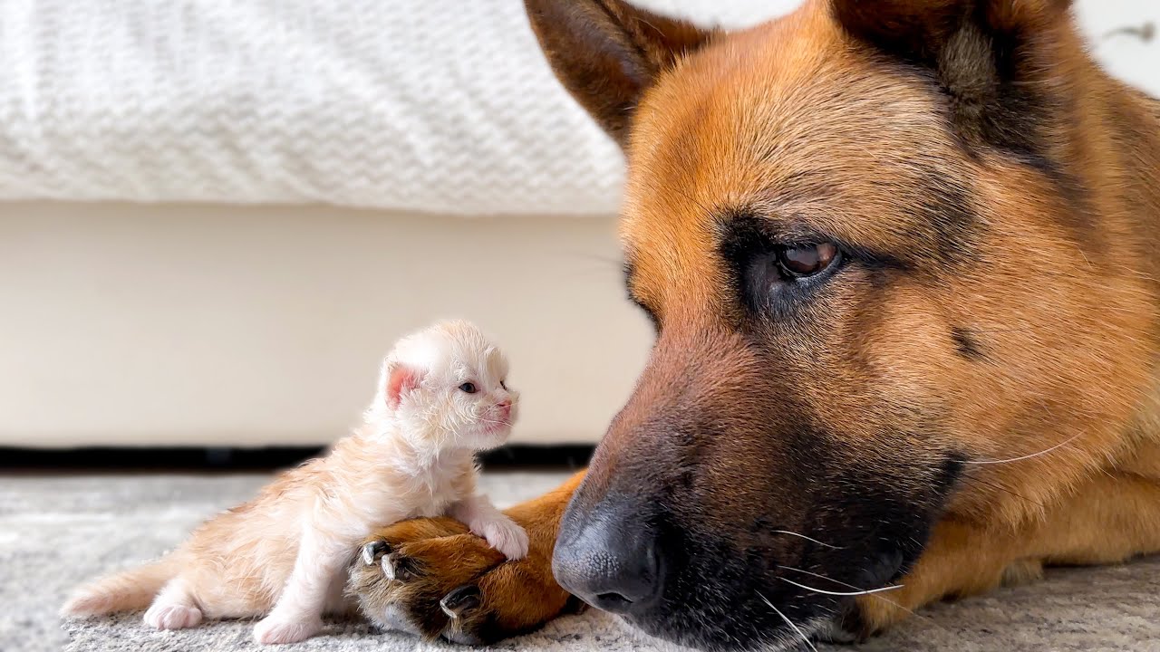 Eerste ontmoeting tussen hond en nieuwe kitten