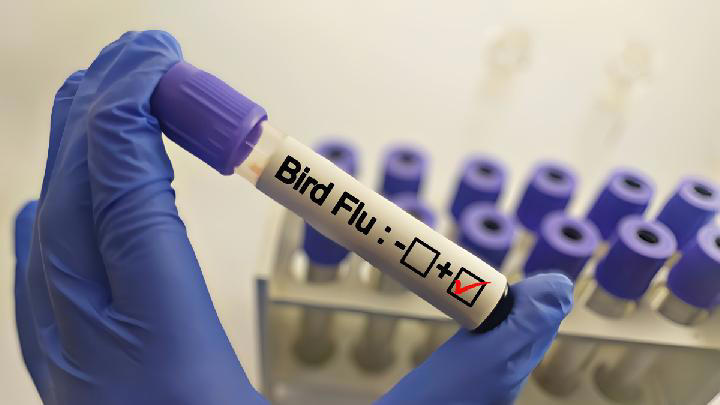 Sebaran flu burung dipengaruhi jarak dan pergerakan burung