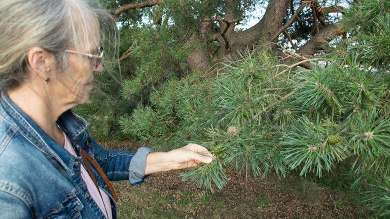 Never Forage Your Own Pine Needles When Making Pine Needle Tea. Here's Why