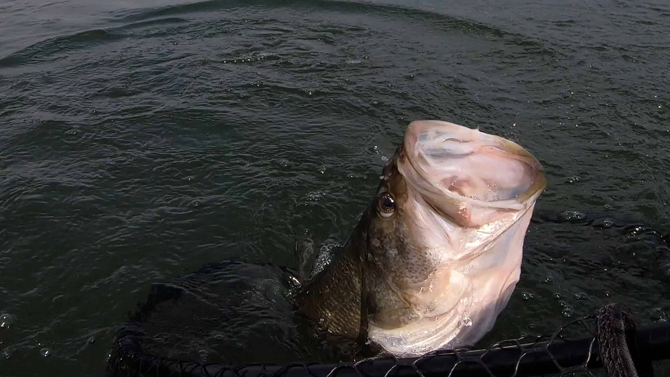 How Did the Largest Bass Ever Caught Reach 22 Pounds?