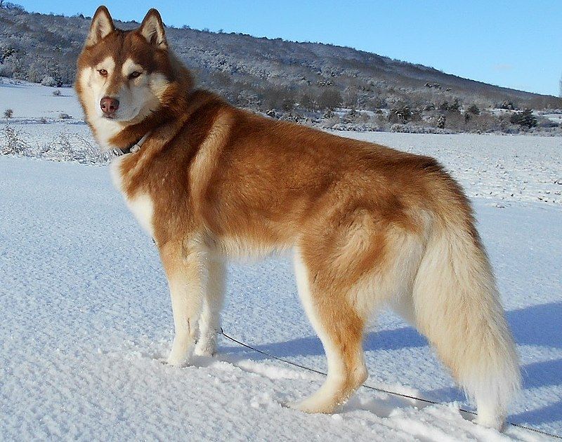 20 Popular Dog Breeds That Some Owners Find More Challenging Than ...