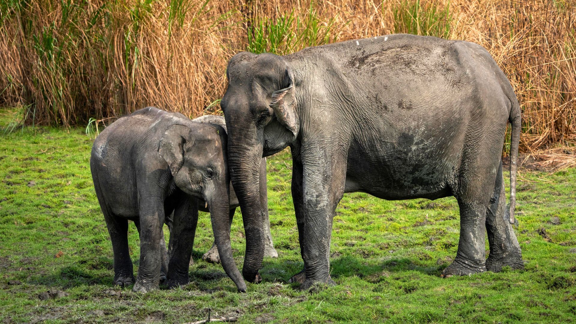 India’s wild elephant population shrinks amid habitat loss, human ...