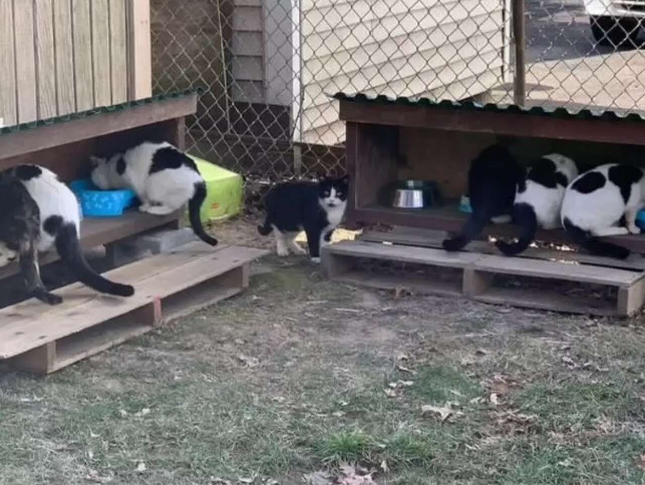 CT offers pet sterilization and vaccination aid to low-income cat and ...