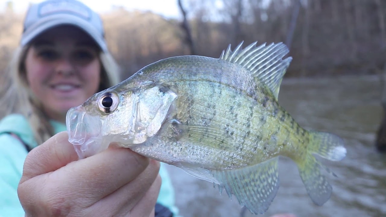 Mastering Crappie Fishing in a Flooded River Every Cast