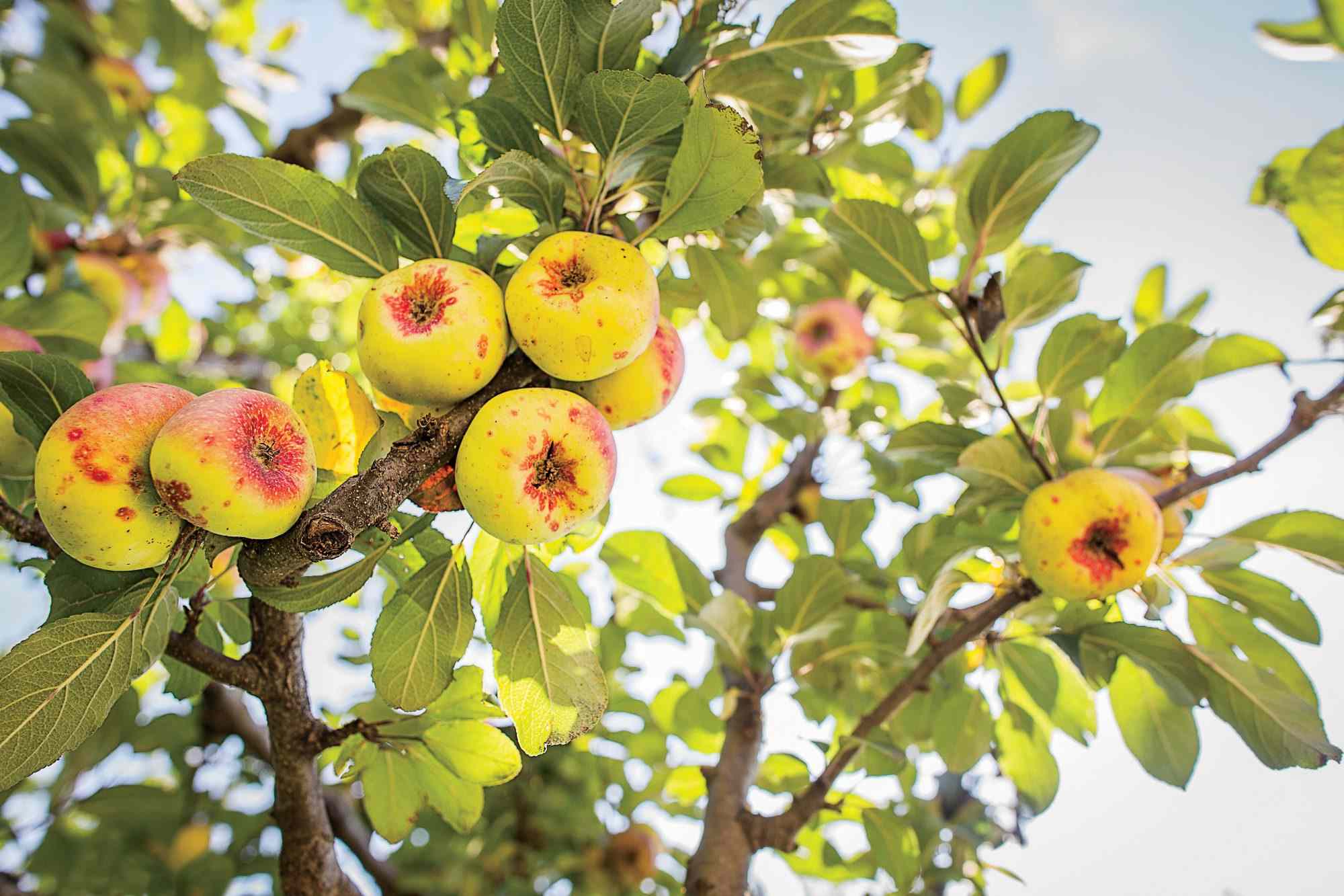 How To Prune Apple Trees For Better Fruit Production