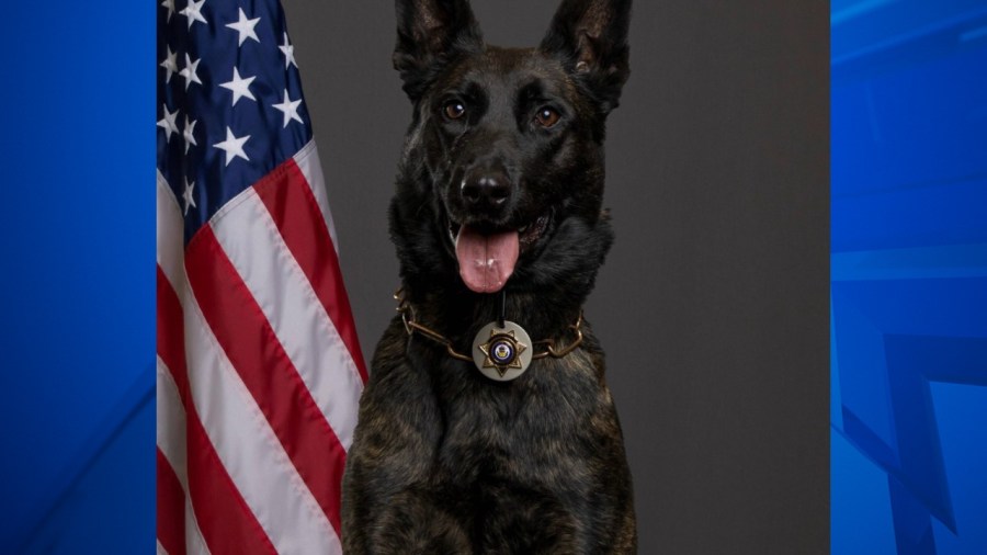 Jefferson County Sheriff’s Office celebrates 4-legged team member’s 4th ...