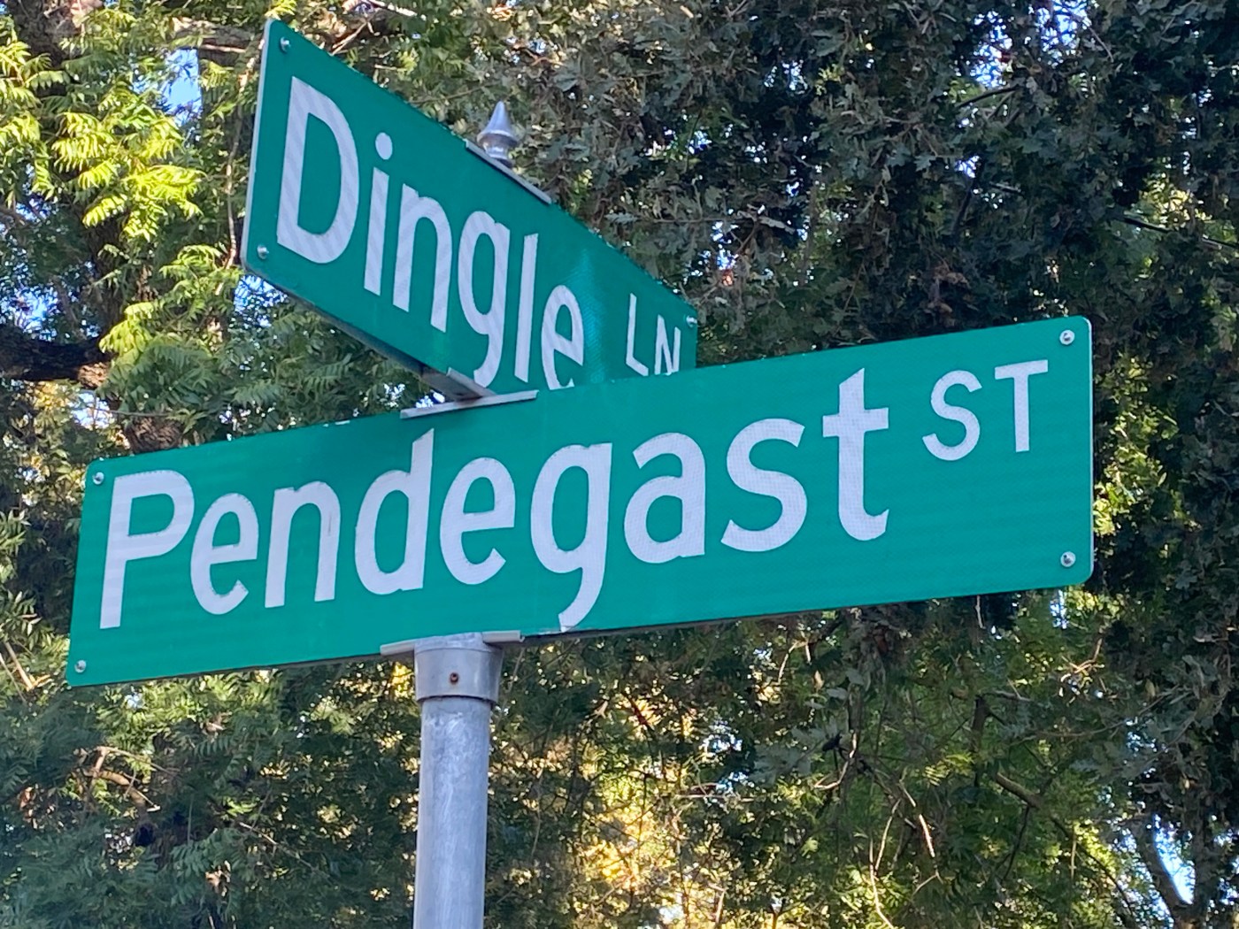 Woodland’s Back Roads: Secluded lane shaded by majestic trees