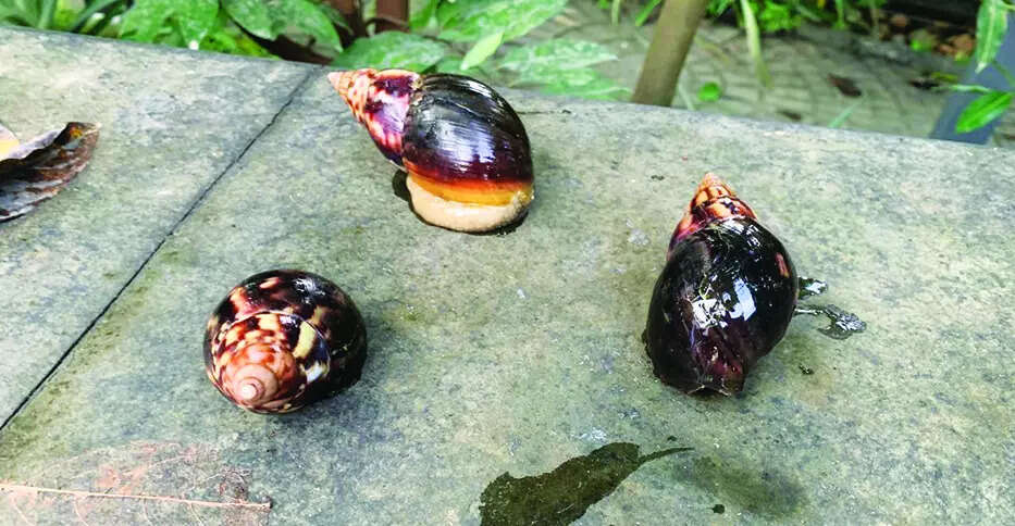 Agri dept to ascertain presence of giant African snails