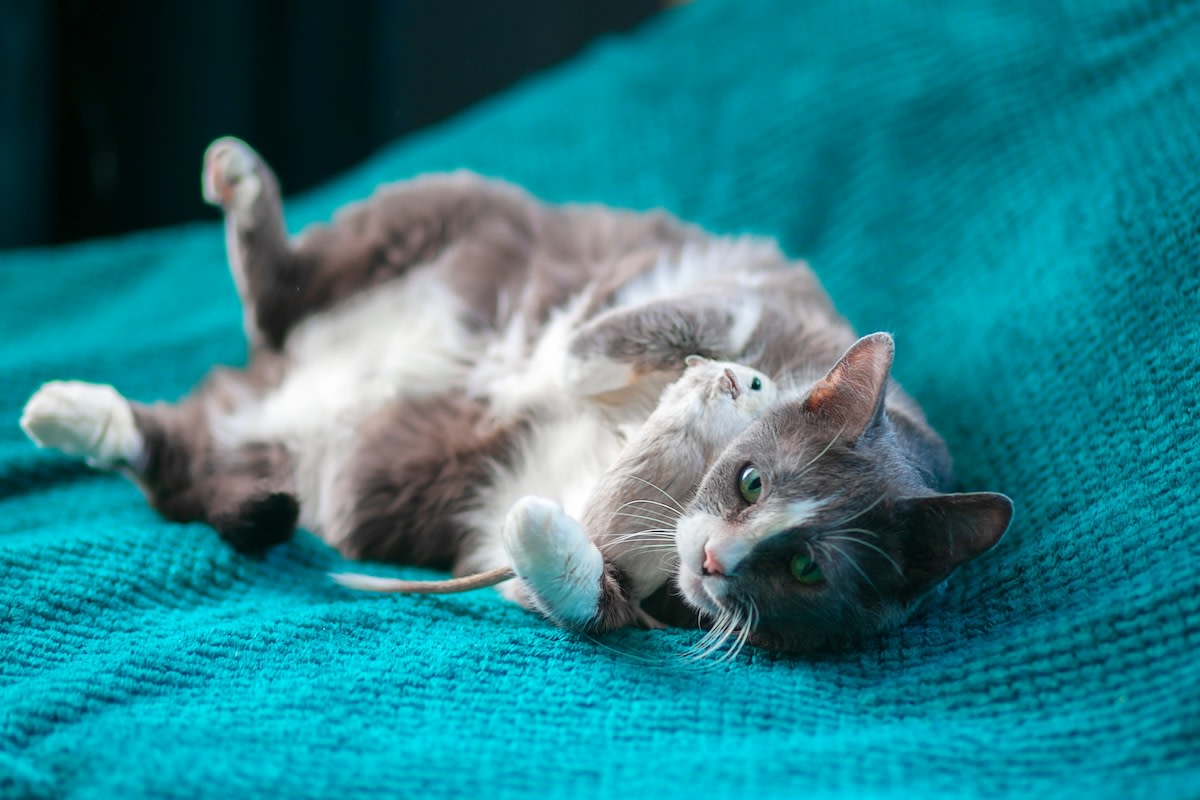 Super Lonely Cat's Heartwarming Bond With Mouse Is Too Precious