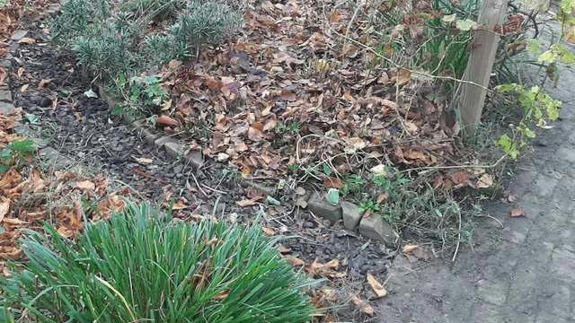 Gardener shares genius fall hack to keep weeds away: 'It's free'